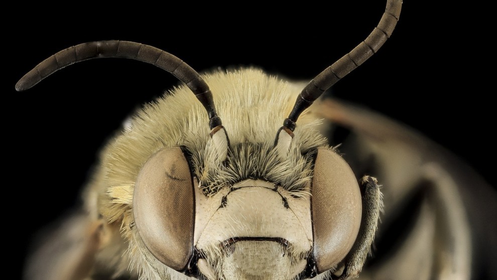 Emergency First Aid for Bee Stings: A Step-by-Step Guide – Bee Sting Relief